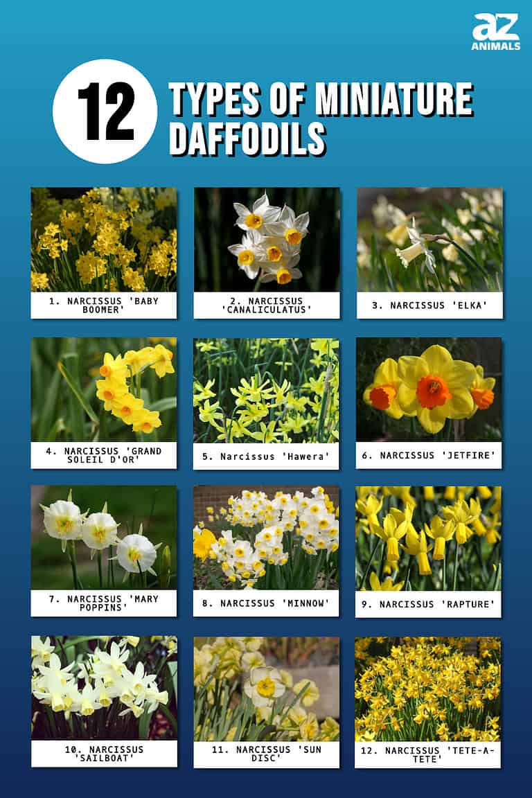12 Types Of Miniature Daffodils - A-Z Animals
