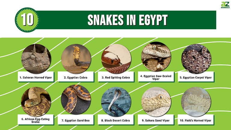 10 Snakes In Egypt - A-Z Animals