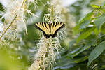 Metamorphosis - A-Z Animals