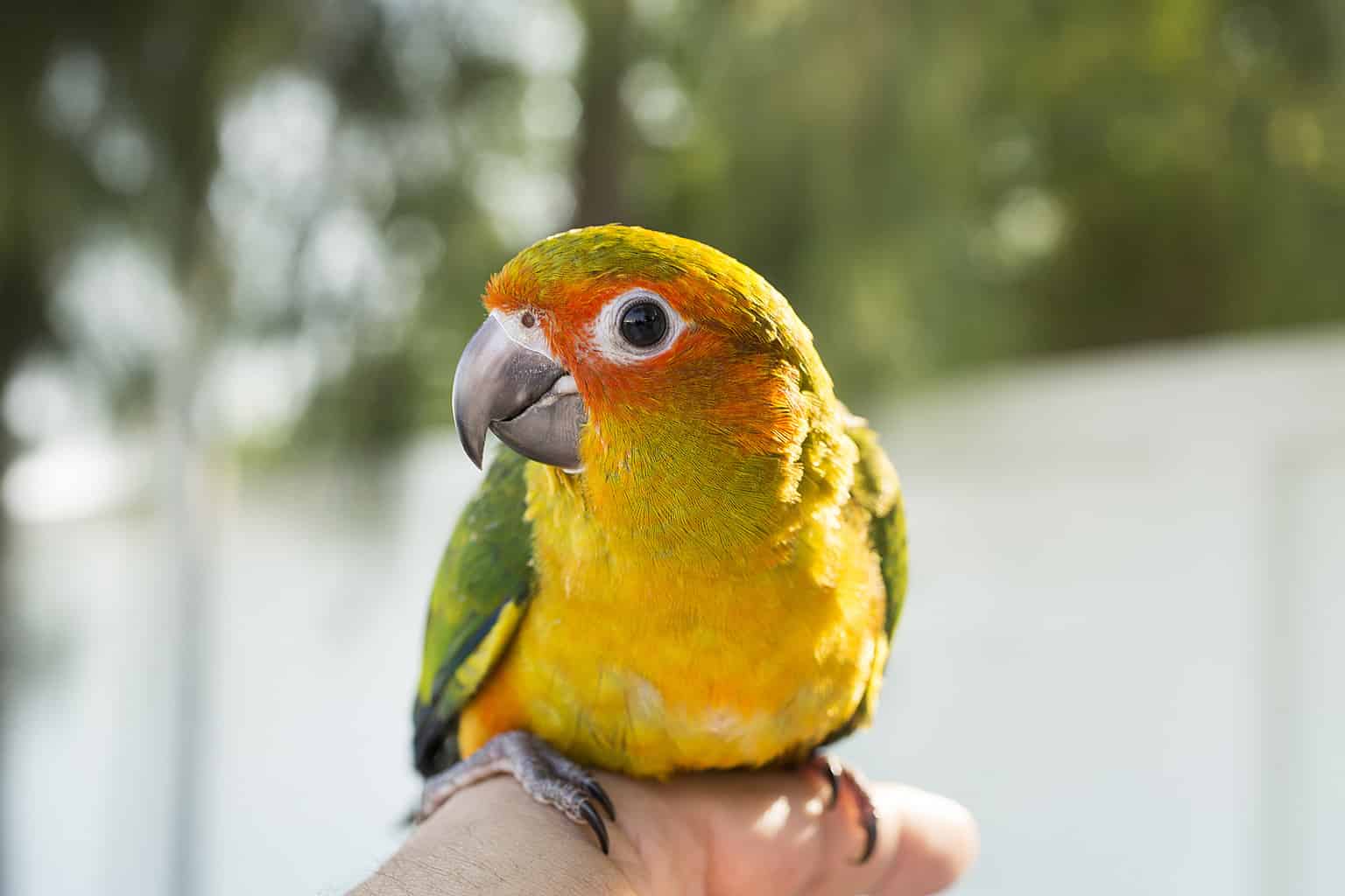 Parrot Prices in 2024: Purchase Cost, Supplies, Food, and More! - A-Z ...