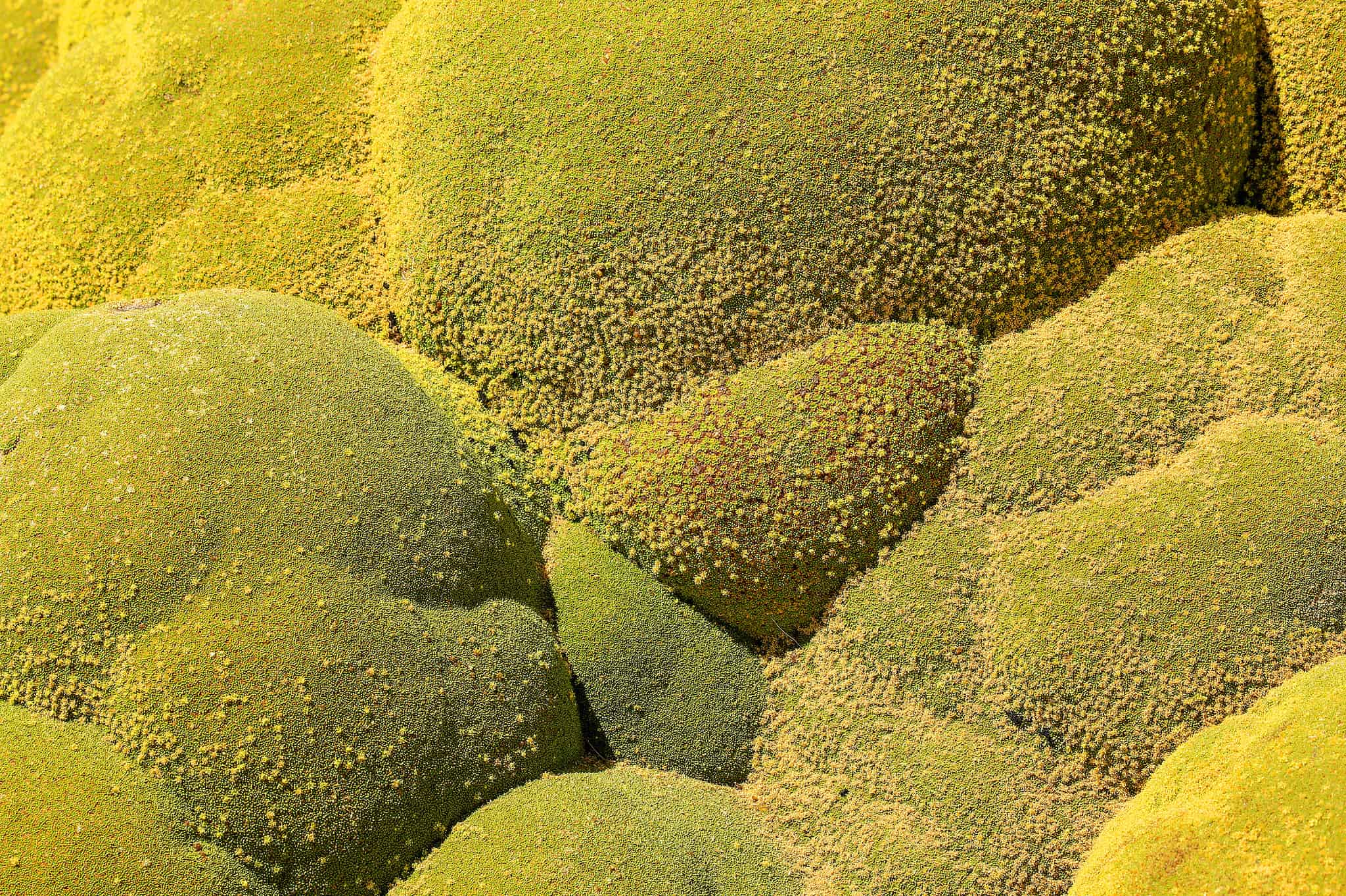 10 Of The Oldest Living Things On Earth - A-Z Animals