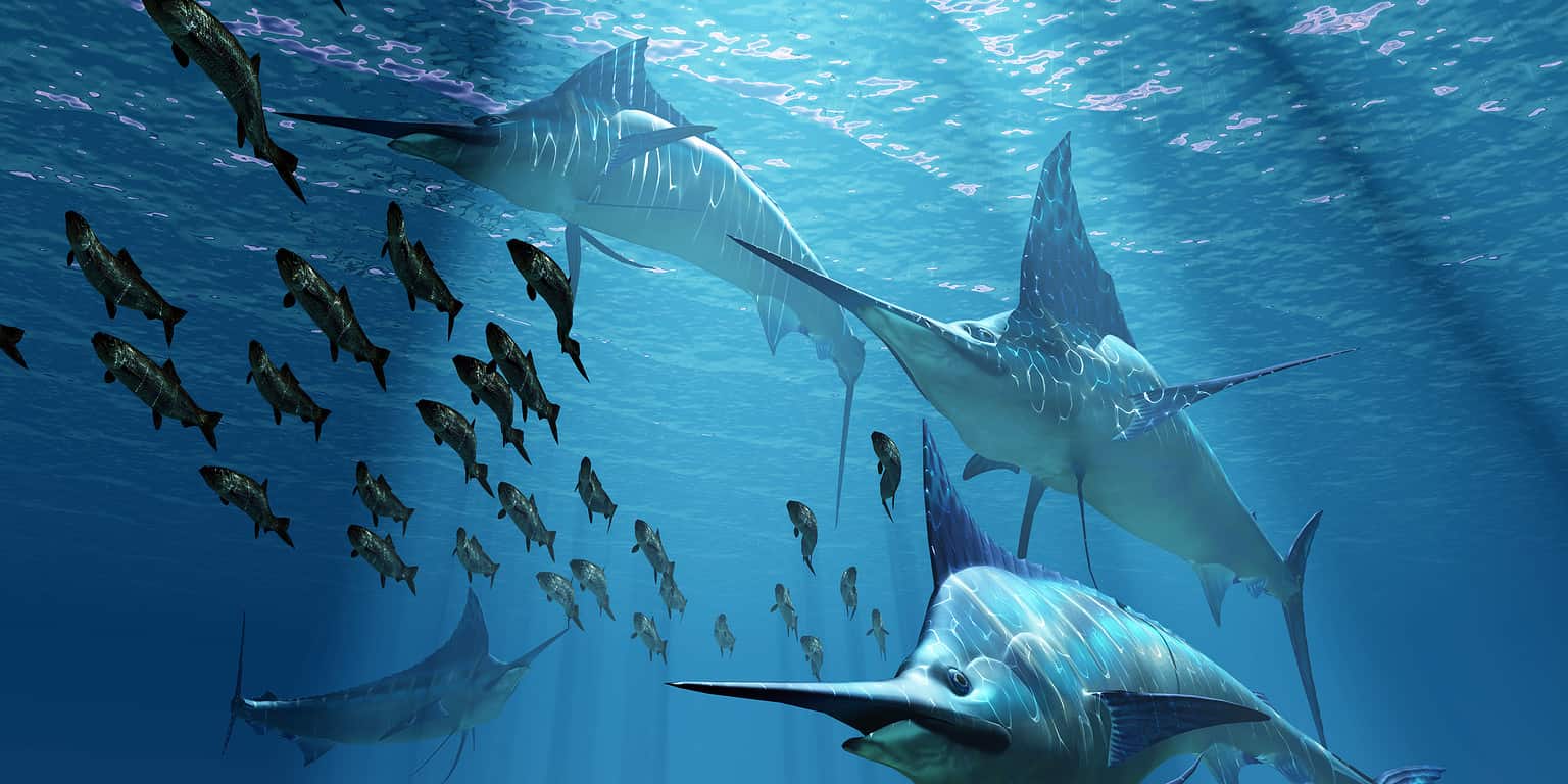 Cook Island Fisherman Caught a Marlin Grander
