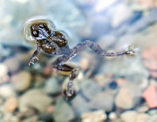 Discover the Official California State Amphibian - A-Z Animals