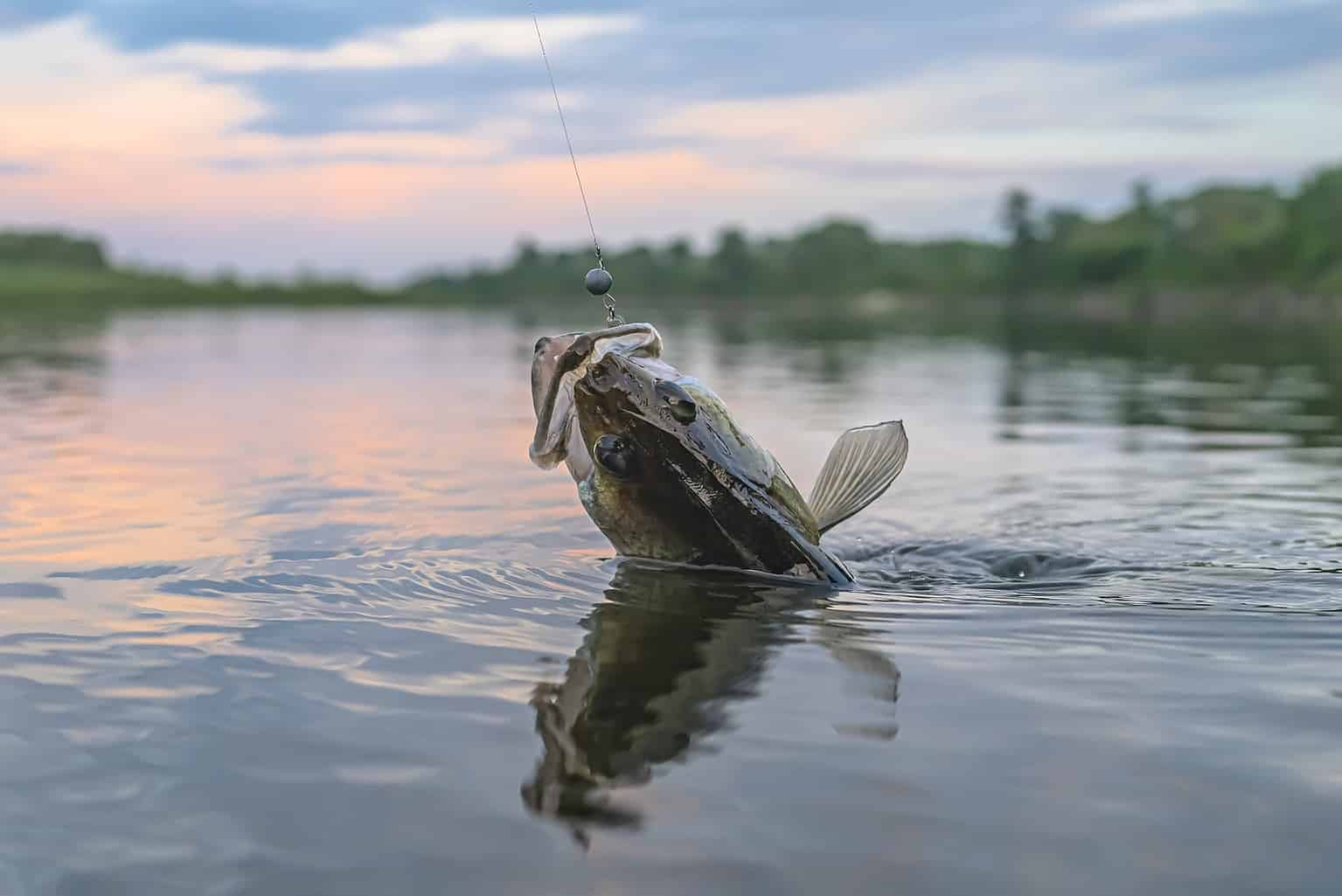 The Largest Walleye Ever Caught in Ohio was a Golden Record-Setter - A ...