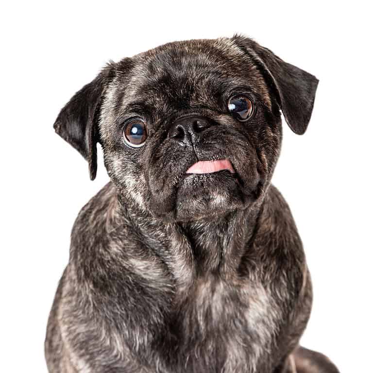 See 10 Rare and Unique Pug Colors - A-Z Animals