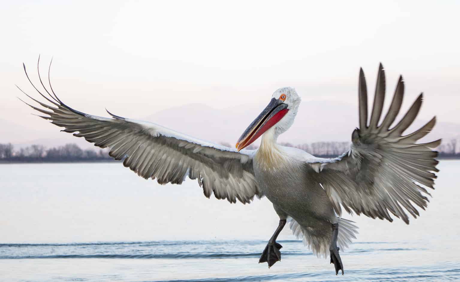 The Largest Flying Birds in the World, Ranked by Wingspan - A-Z Animals