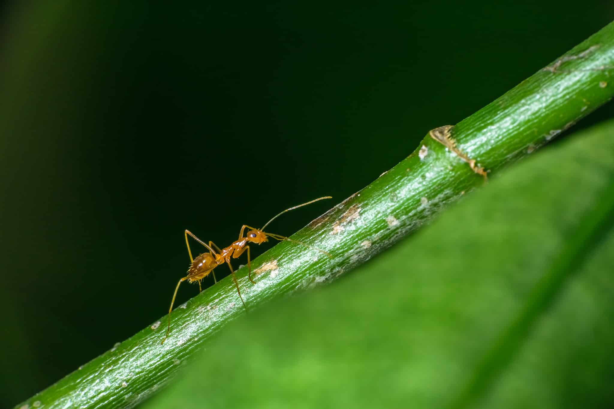 Georgians Prepare! These 6 Ant Types Are Set to Emerge This Summer - A ...