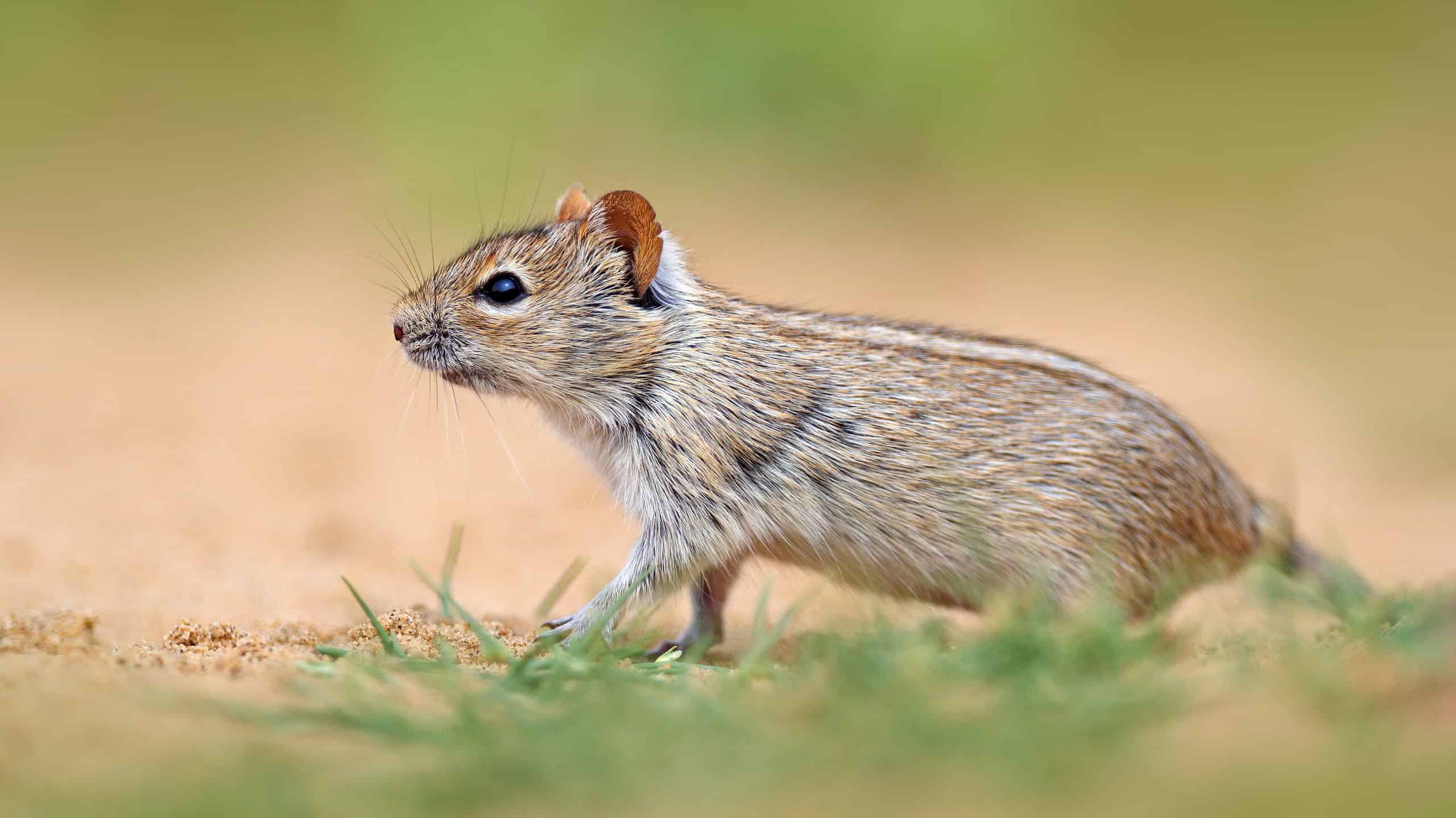 Heat Stroke and Fertility Loss: How Extreme Heat Is Pushing Wildlife to ...