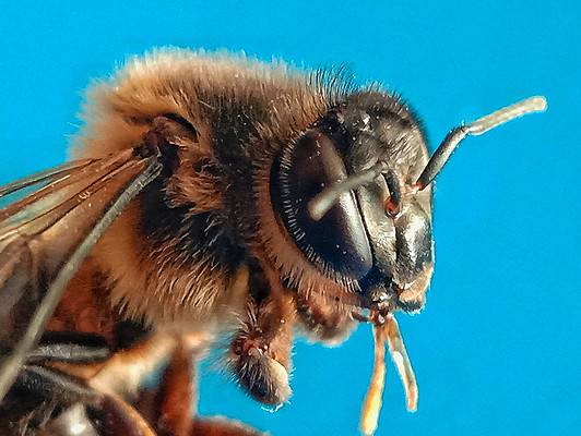 In Honor of World Bee Day: 8 Types of Honeybees - A-Z Animals