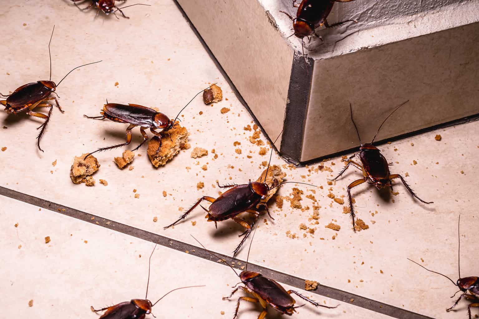 Kitchen Bugs Identification Guide: How to Get Rid of Each Type - A-Z ...