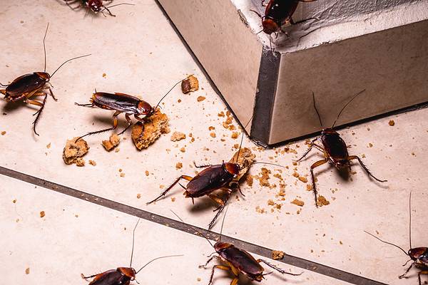 Kitchen Bugs Identification Guide: How to Get Rid of Each Type - A-Z ...