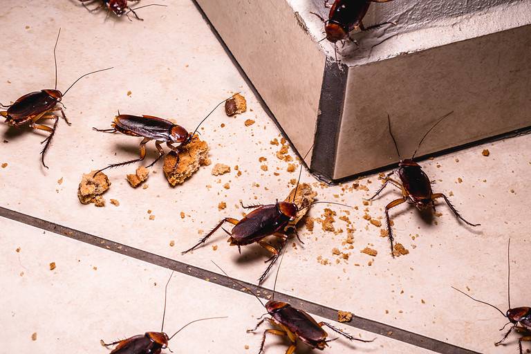 Kitchen Bugs Identification Guide: How to Get Rid of Each Type - A-Z ...