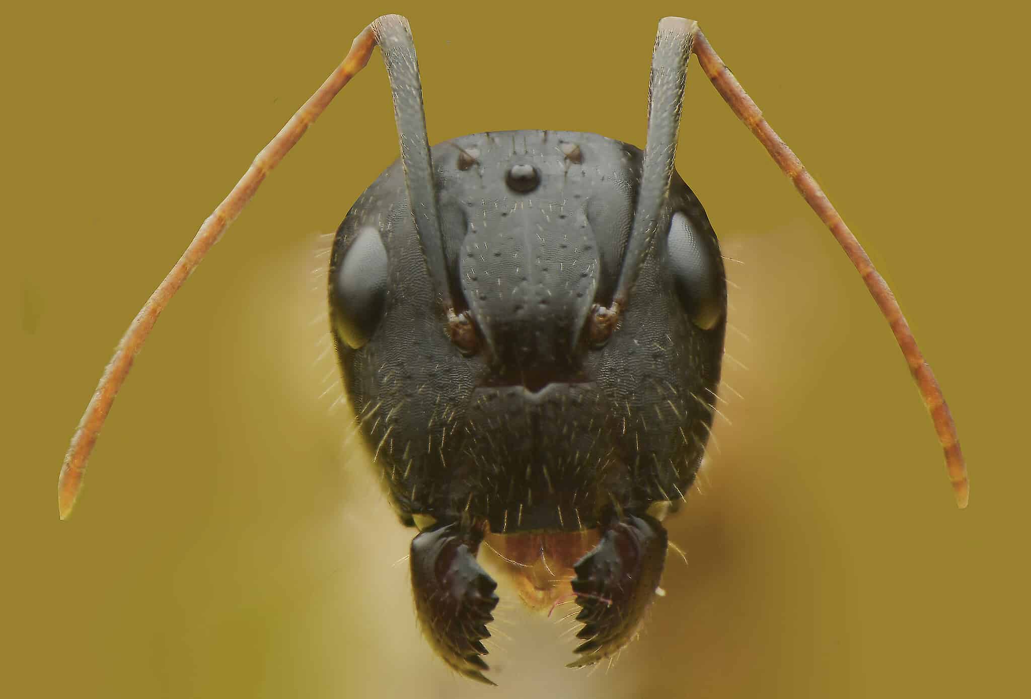 What Do Ants Smell Like? - A-Z Animals