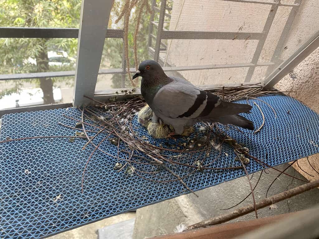 Why Are Baby Pigeons So Hard To Spot? Here Is Why