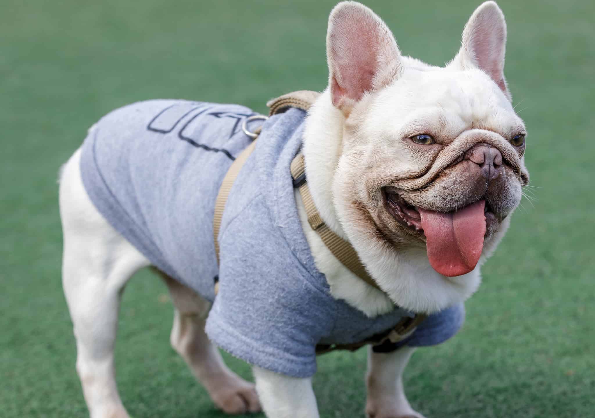 How Smart Are French Bulldogs? Everything We Know About Their ...