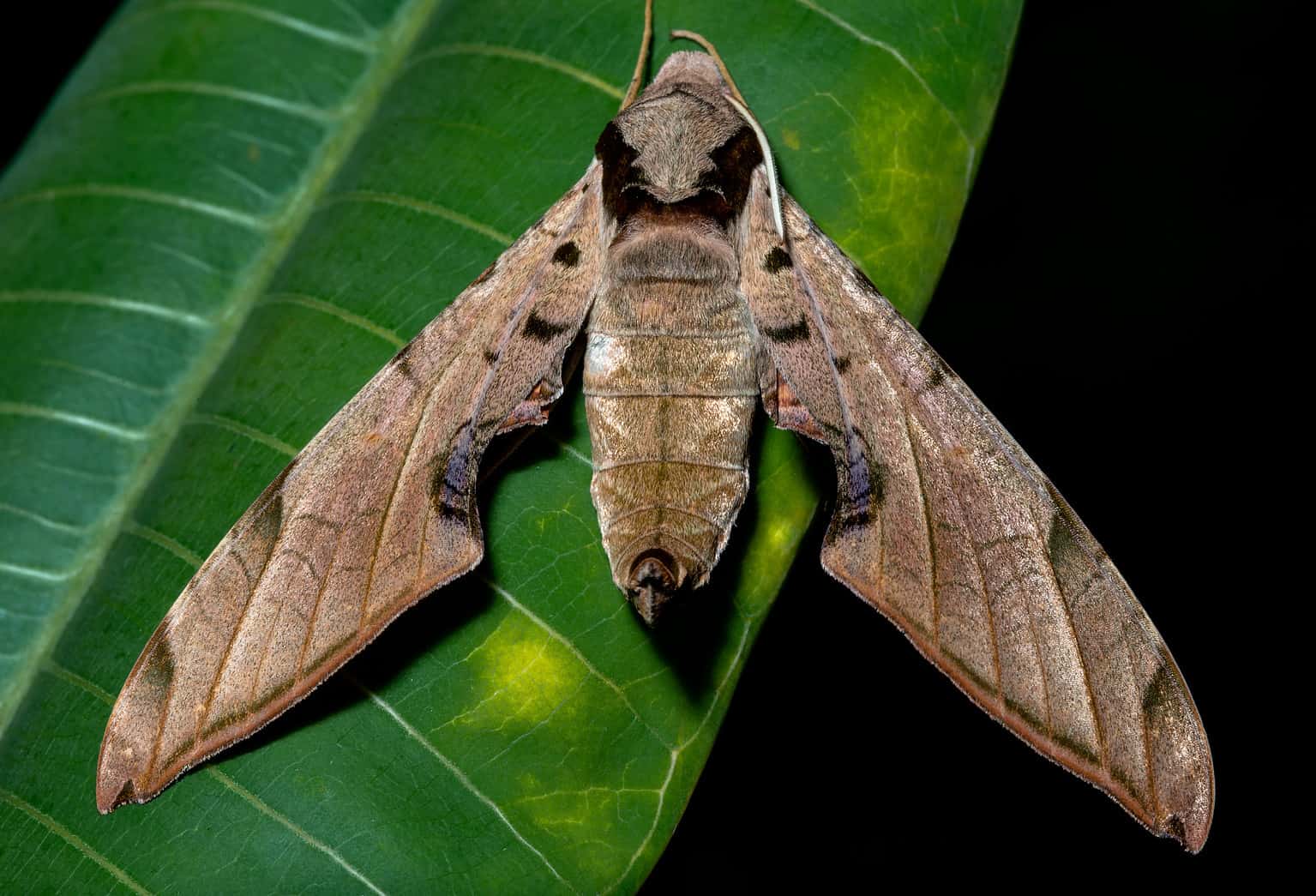 Discover The 7 Moths That Destroy Crops - A-Z Animals