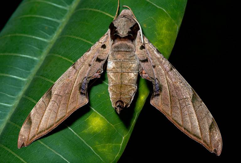11 Common Moths You'll Find in Florida - A-Z Animals