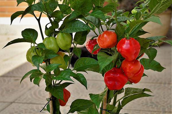 5 Different Types of Chili Peppers And Where They Grow - A-Z Animals