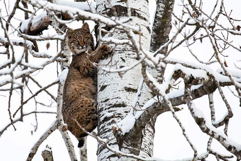 Can Bobcats Climb Trees? - A-Z Animals
