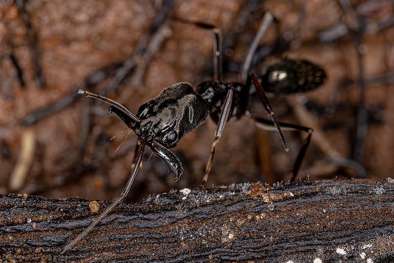 Yes, Some Ants Can Swim! Facts About Those That Can and Cannot - A-Z ...