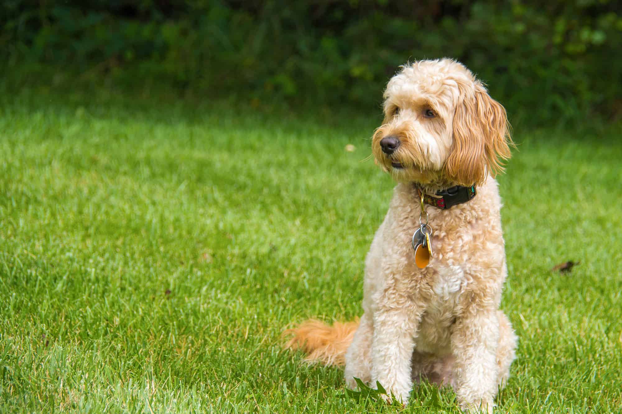 Goldendoodle Colors: Rarest to the Most Common - A-Z Animals