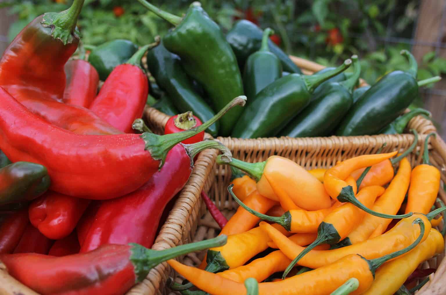 5 Different Types of Chili Peppers And Where They Grow - A-Z Animals