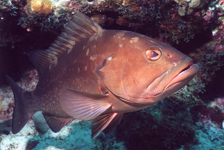 18 Types of Trophy Fish Found in the Gulf of Mexico Ranked by Size - A ...