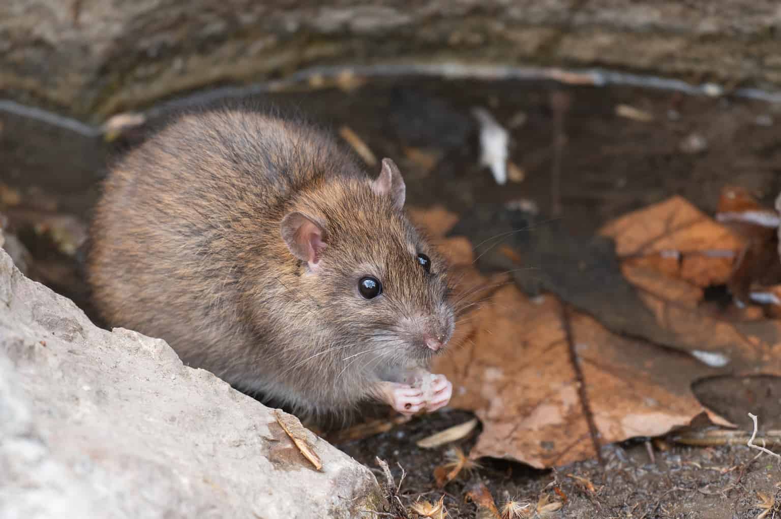 Rat Tracks: Identification Guide for Snow, Mud, and More - A-Z Animals