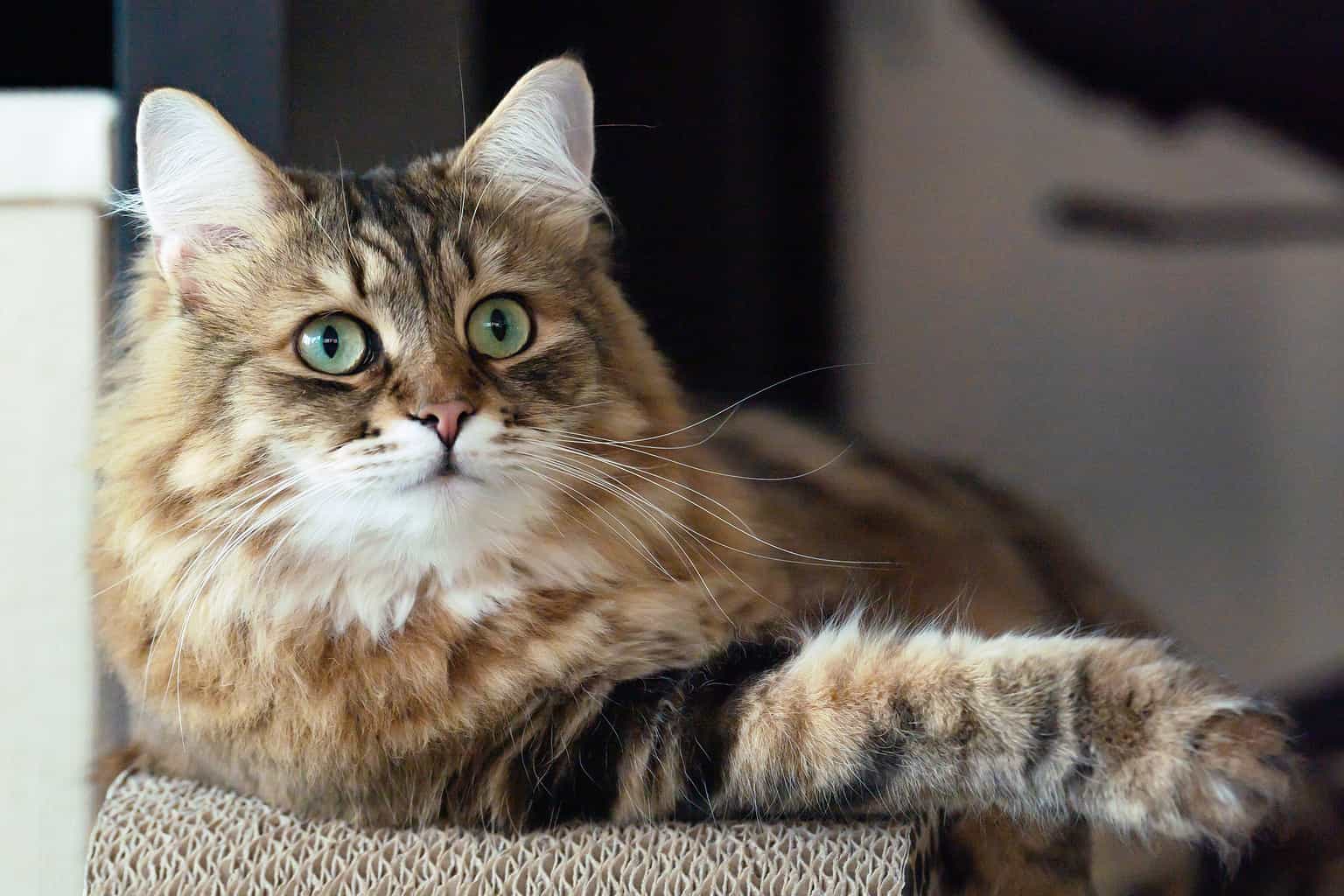 How Big Do Siberian Cats Get? Average Size and Growth Milestones - A-Z ...