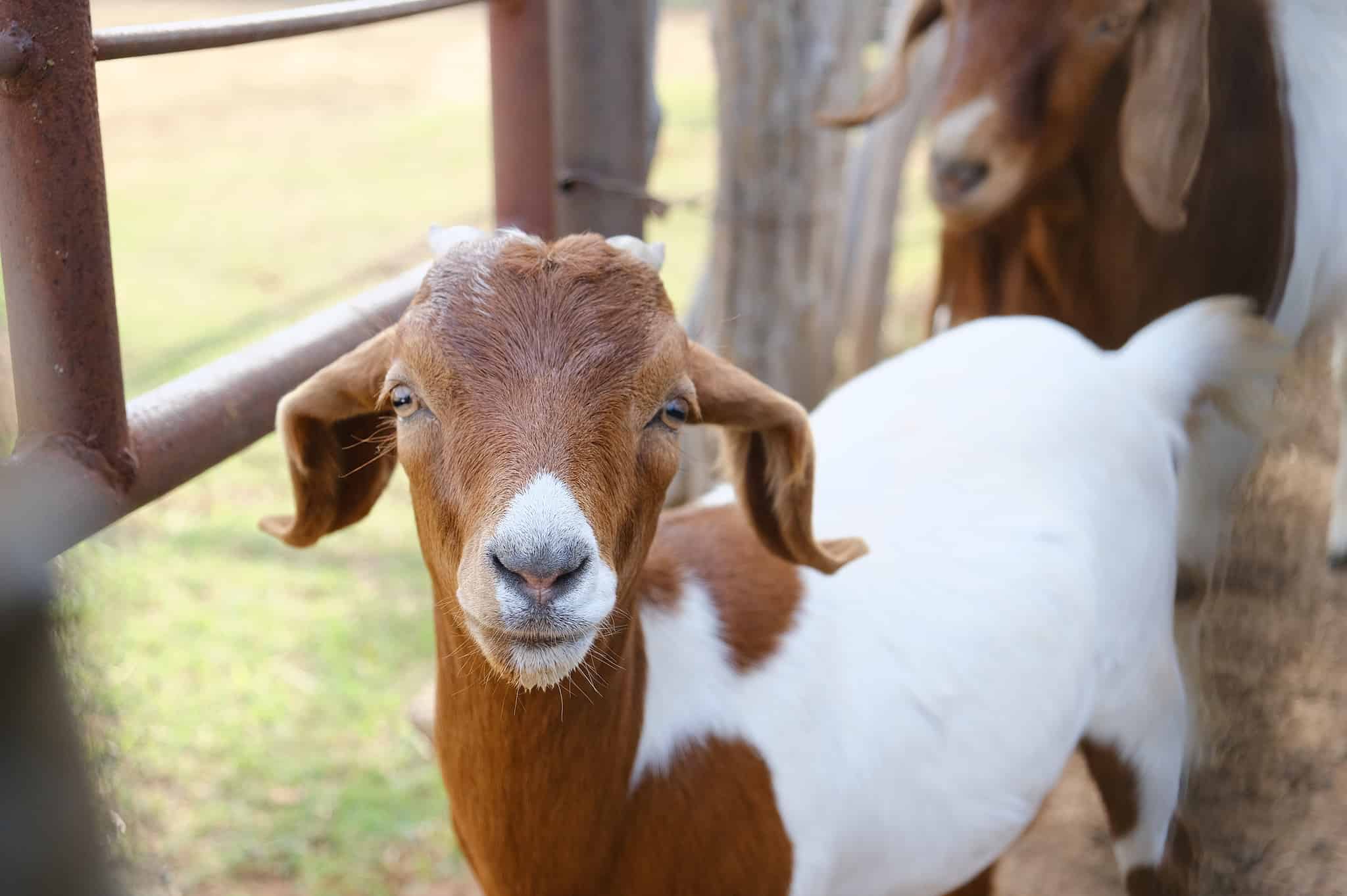 The 10 Most Friendly (Best) Wild Animals in the World - A-Z Animals