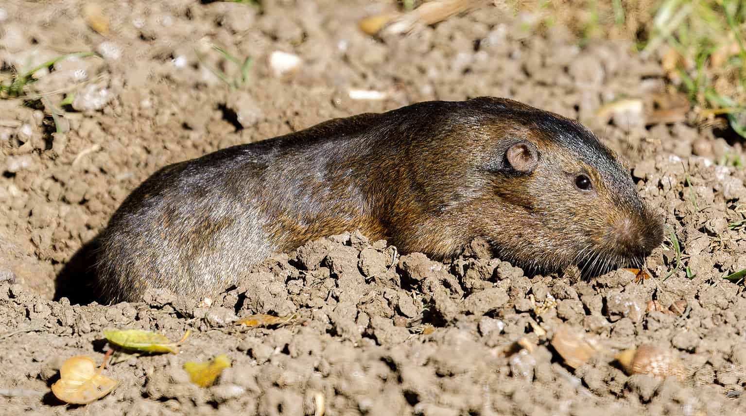 10 Interesting Facts About Gophers - A-Z Animals