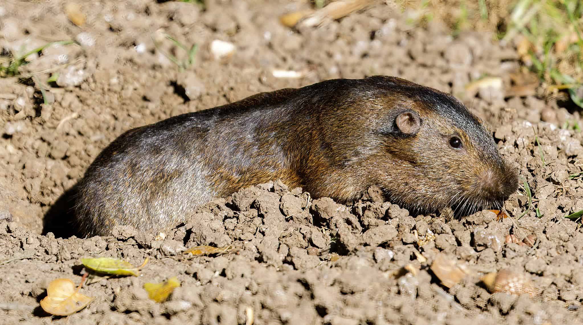 10 Interesting Facts About Gophers - A-Z Animals