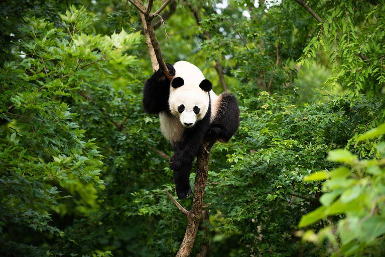 Can Pandas Climb Trees? - A-Z Animals