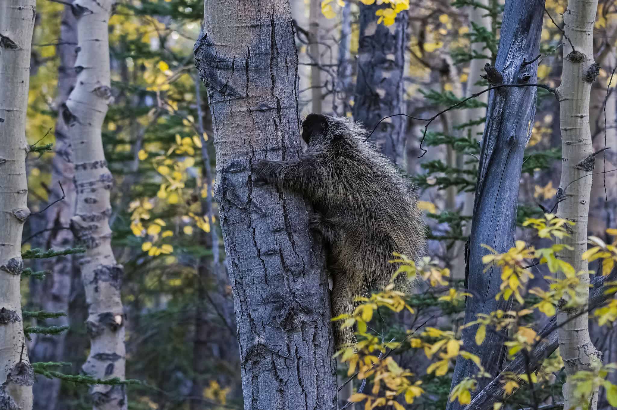 10 Key Facts About Porcupines - A-Z Animals