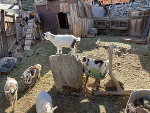 9 Ways to Keep Goats Entertained - A-Z Animals