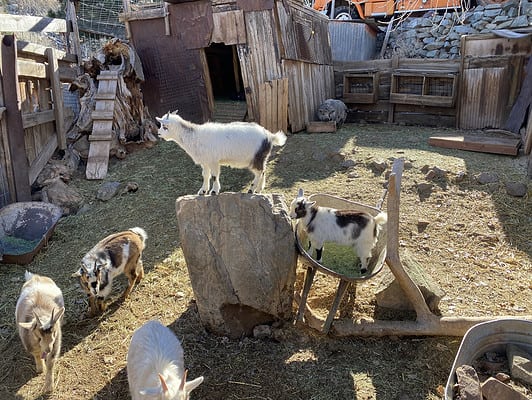 9 Ways to Keep Goats Entertained - A-Z Animals
