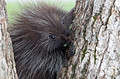 You Won't Believe All These Animals Eat Wood - A-Z Animals