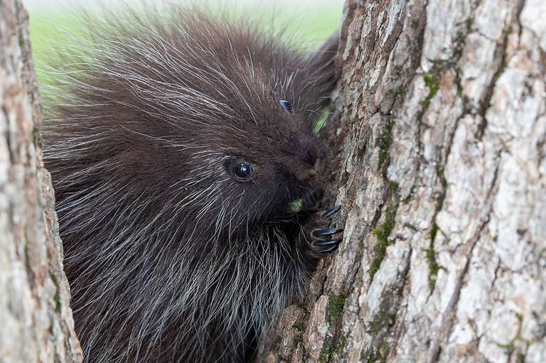 Porcupines Thrive in These U.S. States - A-Z Animals Slideshows