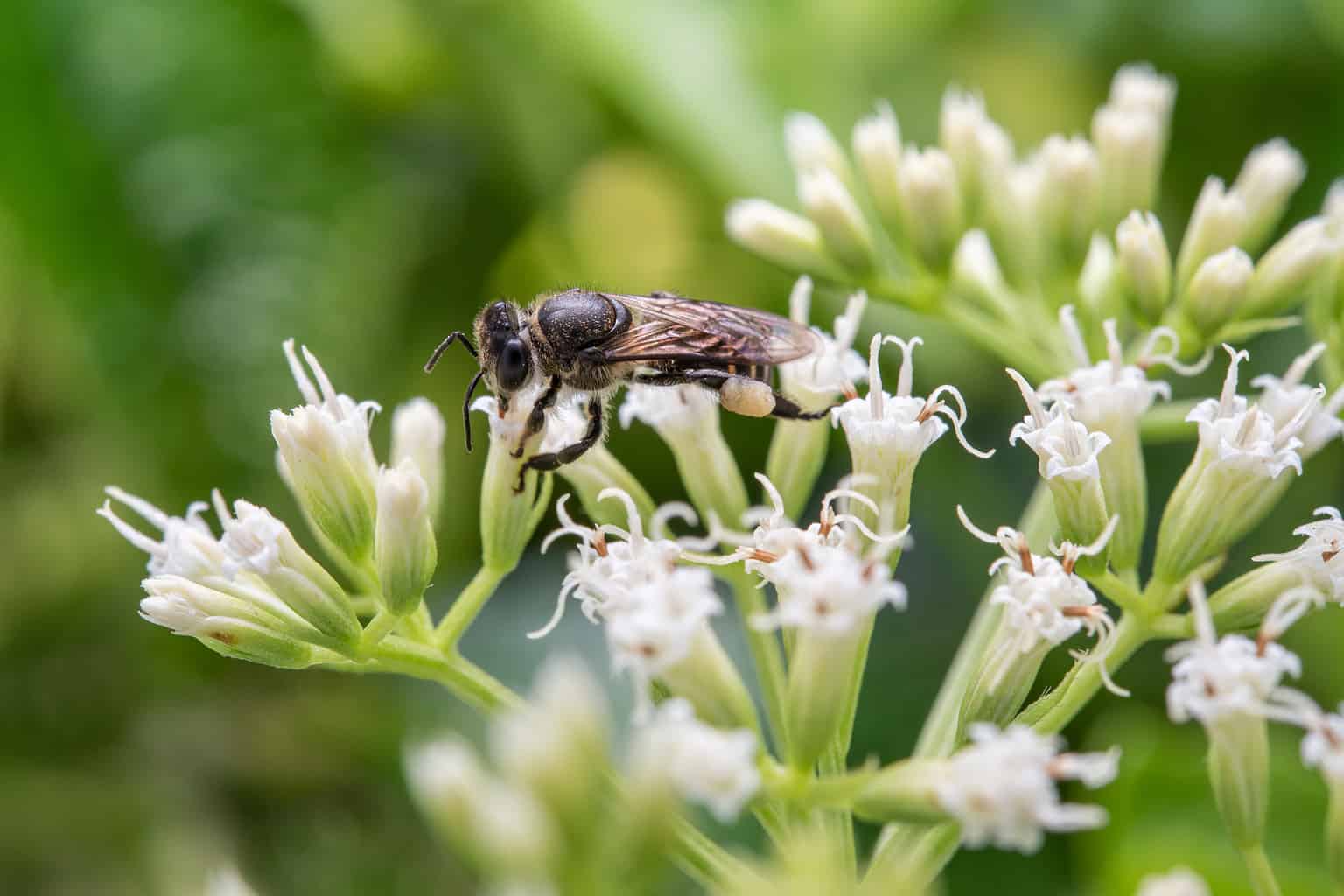 In Honor of World Bee Day: 8 Types of Honeybees - A-Z Animals