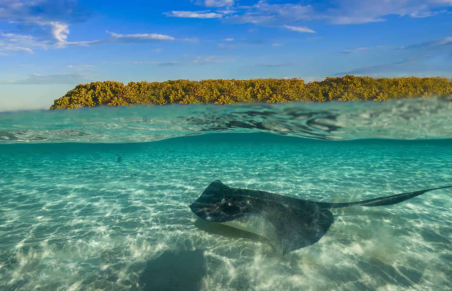 Discover the 7 Stingrays Found in Florida Waters — Are Any Dangerous ...