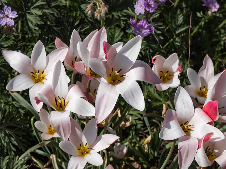 12 Types of Miniature Tulips for Your Garden - A-Z Animals