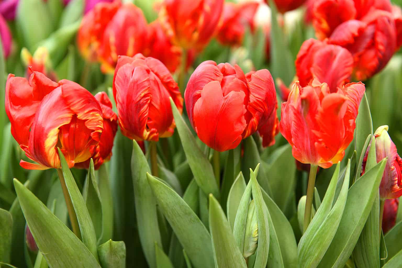 10 Types of Red Tulips to Brighten Your Garden - A-Z Animals