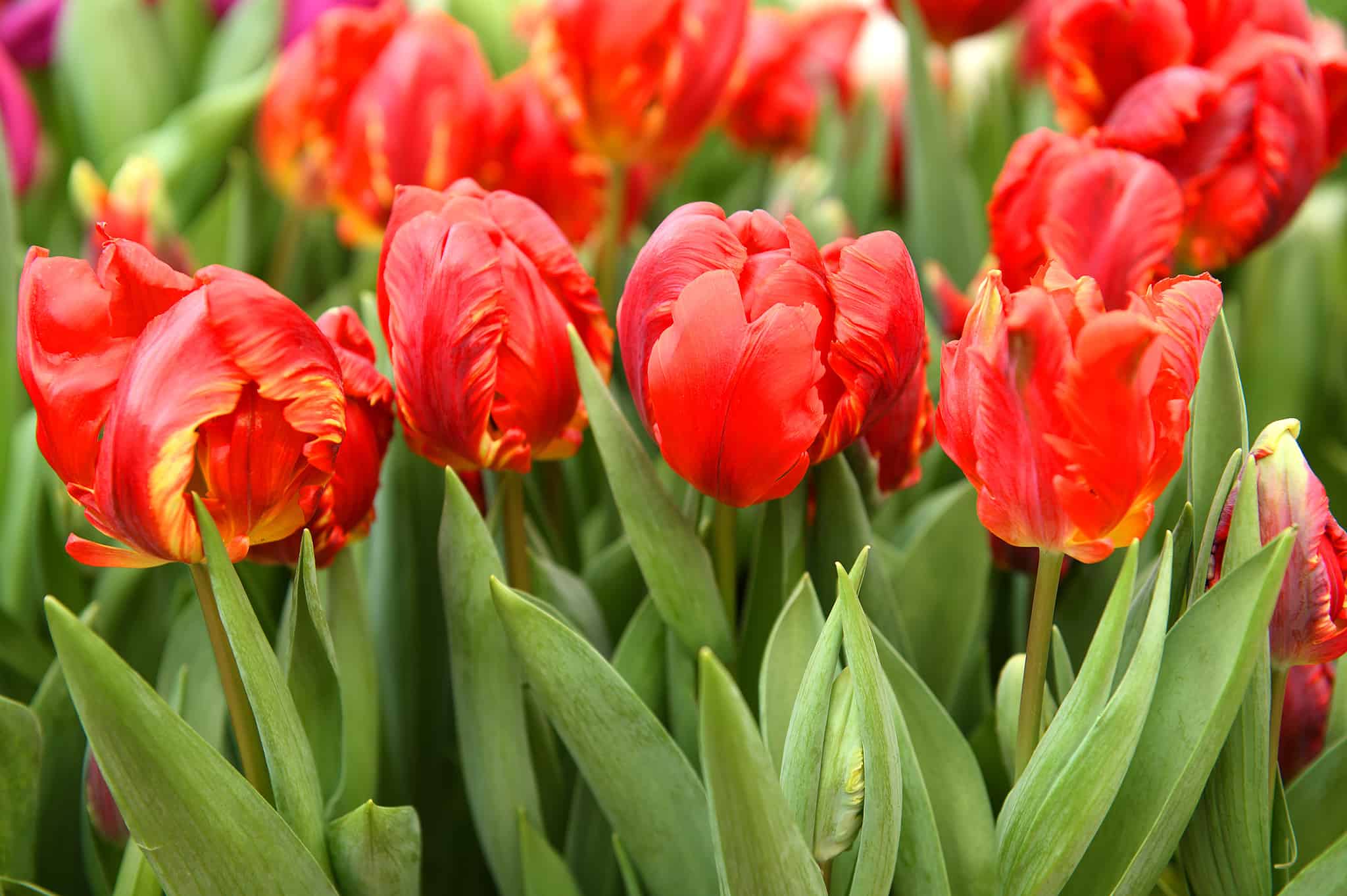 10 Types of Red Tulips to Brighten Your Garden - A-Z Animals