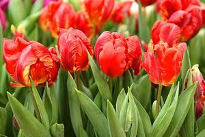 10 Types of Red Tulips to Brighten Your Garden - A-Z Animals
