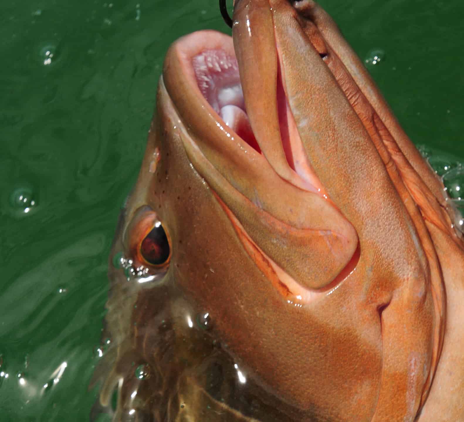 Discover the Largest Red Grouper Ever Caught in Louisiana - A-Z Animals