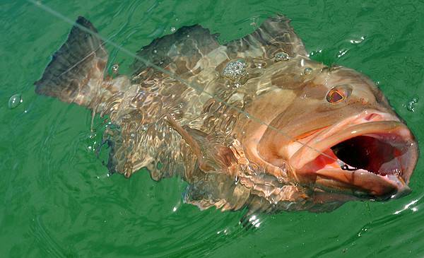 Discover The Largest Red Grouper Ever Caught in Louisiana - AZ Animals