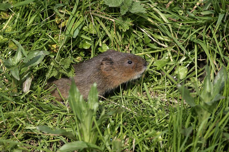 Discover 12 Rodents Running Rampant In Kentucky - A-Z Animals
