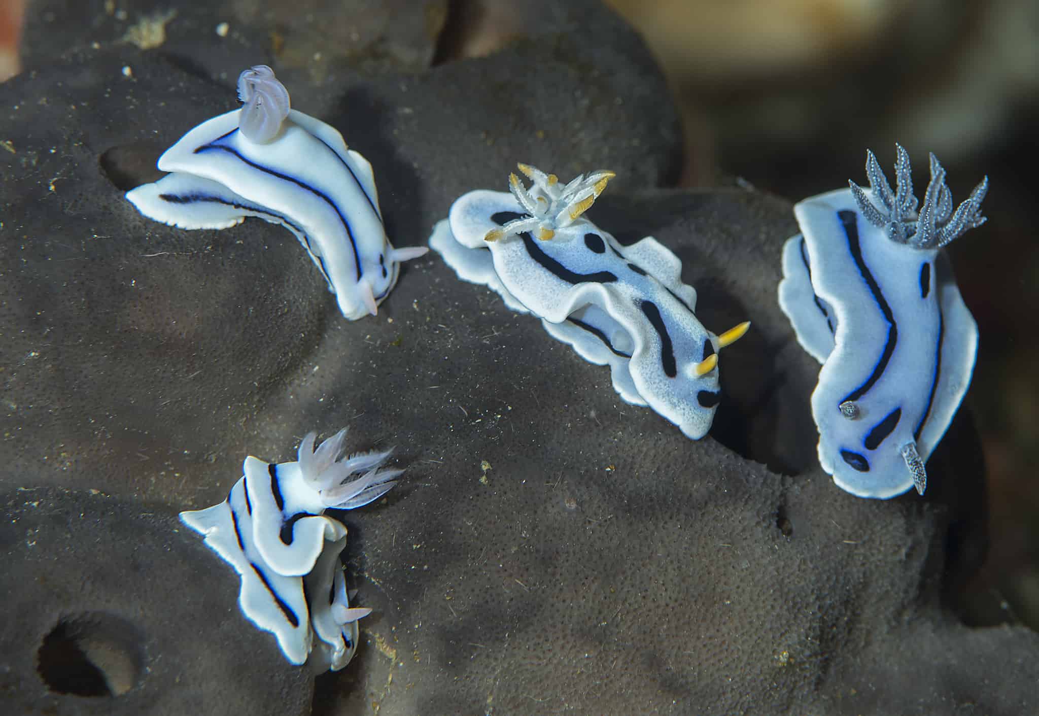 Chromodoris Willani Animal Facts - Chromodoris willani - A-Z Animals