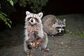 10 Sounds Raccoons Make and What Each Means - A-Z Animals