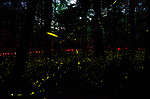 Fireflies in Florida: Types and When You Can Expect to See Them - A-Z ...